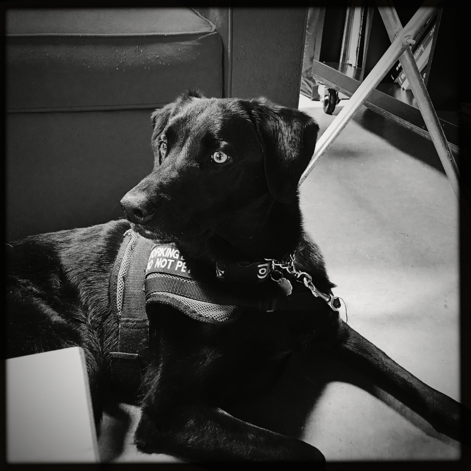 Gallery-three - Vicki Topaz | HEAL! Veterans & Their Service Dogs